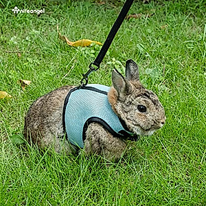 Niteangel Adjustable Soft Harness with Elastic Leash for Rabbits (L, Blue)