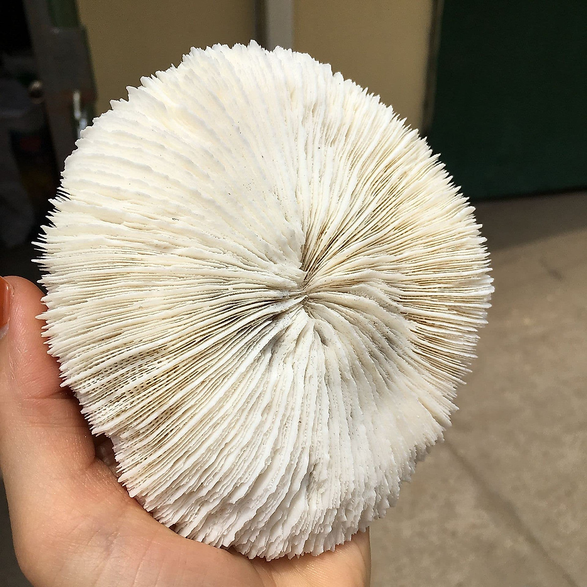 SAIYI White Coral Sea Round Mushroom Coral Natural Artifical Fish Aquatic Pet Supplies Aquarium Landscape Tank Ornaments 8 to 10cm Beautiful
