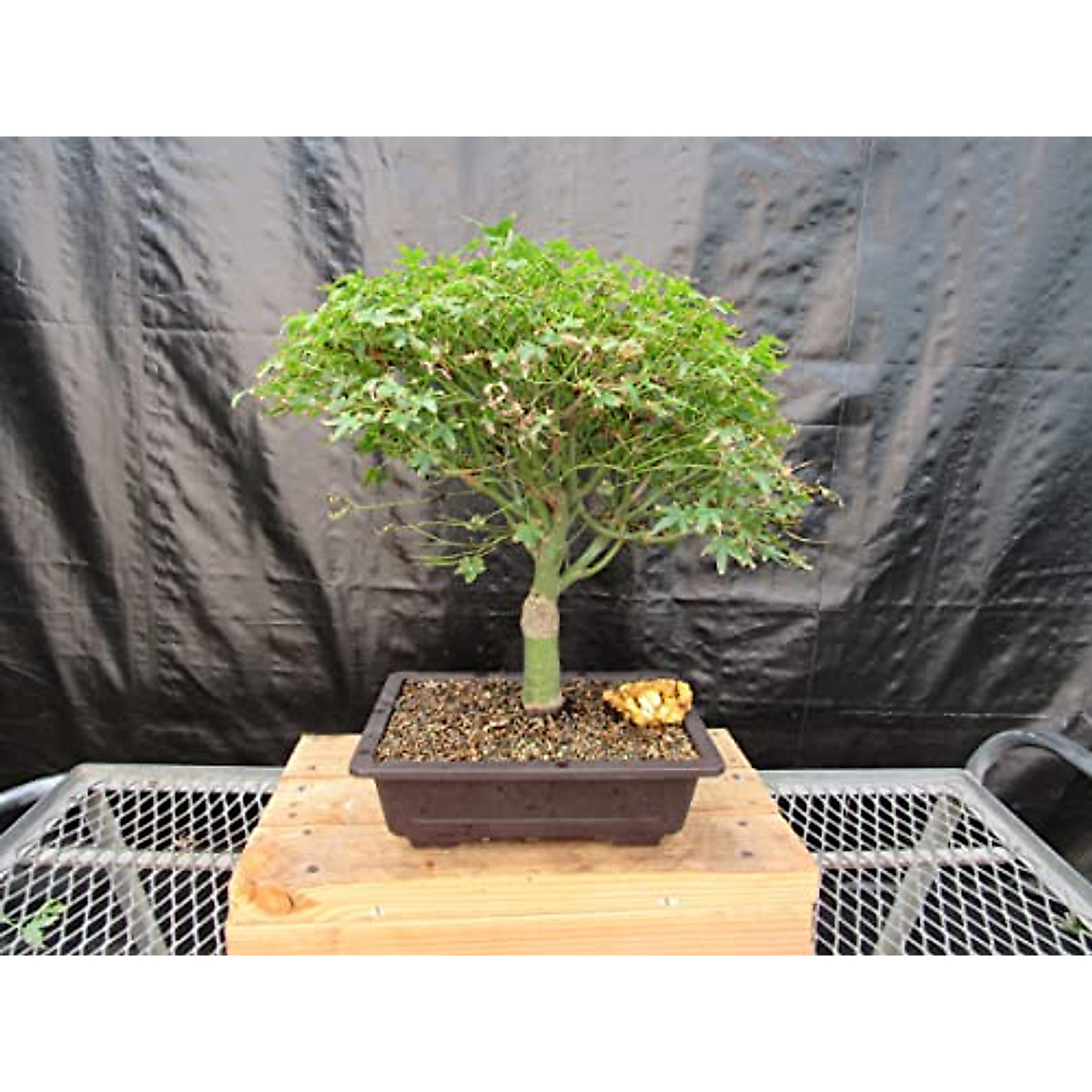 48 Year Old Dwarf Japanese Maple Bonsai Tree
