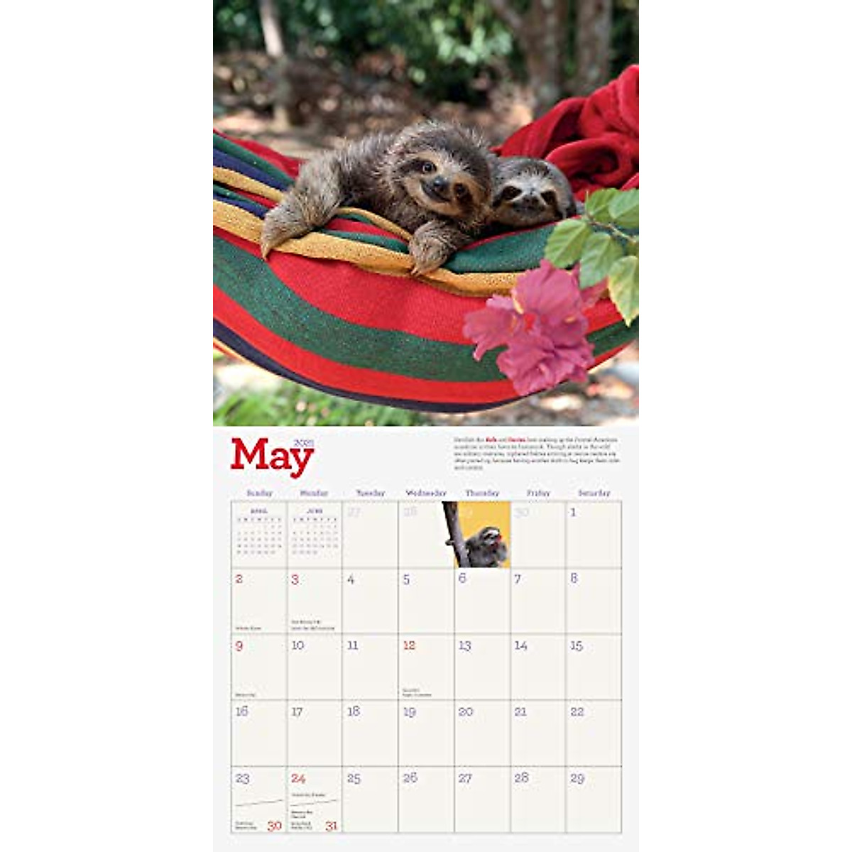 Original Sloths Wall Calendar 2021