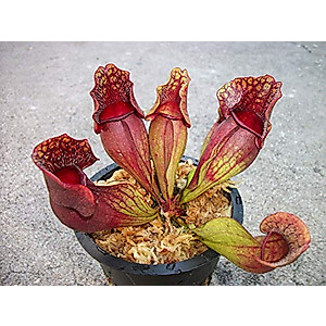 Carnivorous Purple Pitcher Plant (Sarracenia Purpurea Venosa) 3.75 inch pot