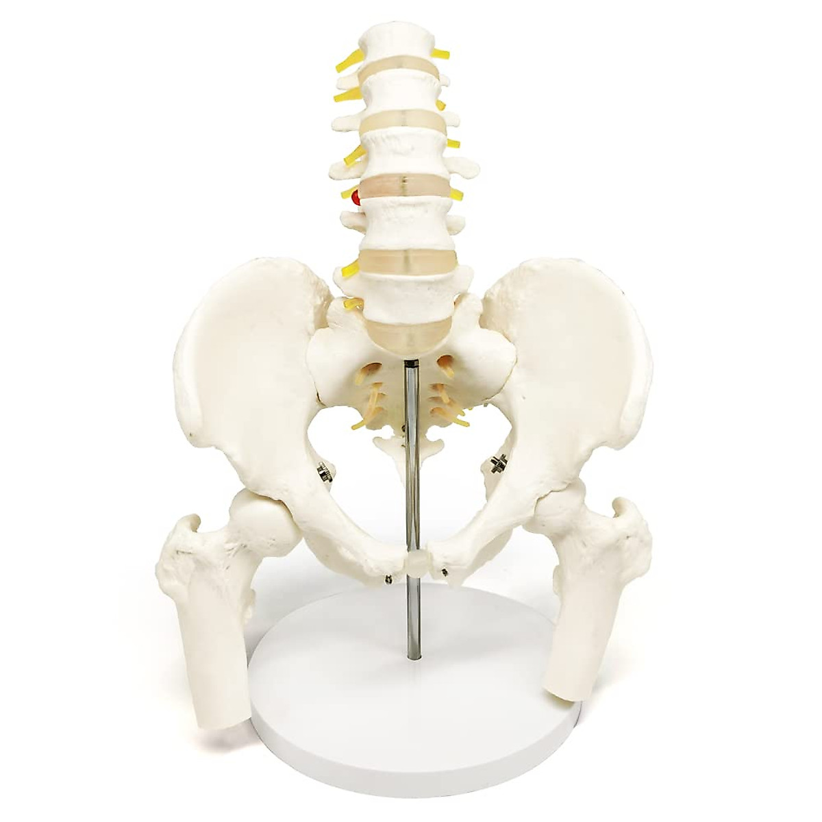 Evotech Male Pelvis Model with 5 Lumbar Spine, W/Removable Femur Head, Life Size Anatomy Medical Model for Science Education, Medical Demonstration Tool