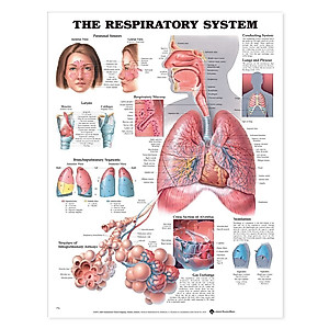 The Respiratory System Anatomical Chart