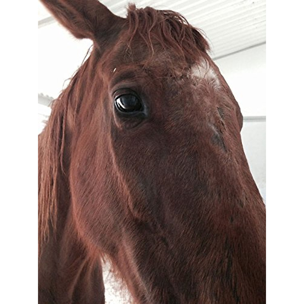 Big Mare | Horse Wound Lotion | Anti Bacterial/Anti Fungal | Healing, Soothing & Penetrating Formula | 8 oz Bottle