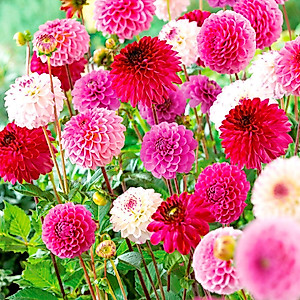 Seeds4planting - Seeds Dahlia Pompon Mix Annual Beautiful Flower Non GMO