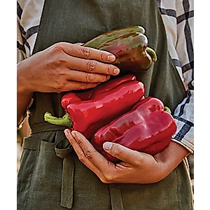 Burpee Great Stuff Sweet Pepper Seeds 40 seeds