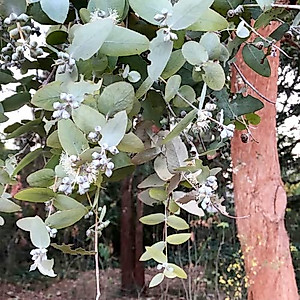 Eucalyptus Cinerea Seeds Silver Dollar Eucalyptus Distinctive Round, Silvery-Blue Leaves Fast-Growing Drought-Tolerant Adds Unique and Attractive Element to Gardens Landscapes 25Pcs by YEGAOL Garden