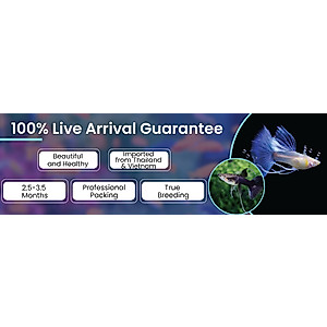 D&A Tropical Live Fish - ABINO Full RED Guppy Live Fish for Aquariums, Live Fish Freshwater (1 Breeding Pair (1Male,1Female))