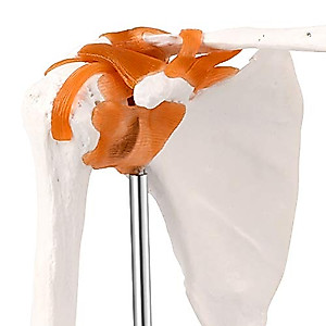 LYOU Human Shoulder Joint Model, Life Size Flexible Anatomically Accurate Shoulder Skeleton Model with Functional Ligaments and Removable Base