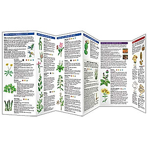 Foraging for Wild Edible Foods: A Folding Pocket Guide to Sustainable Practices & Harvesting Techniques (Outdoor Recreation and Survival)