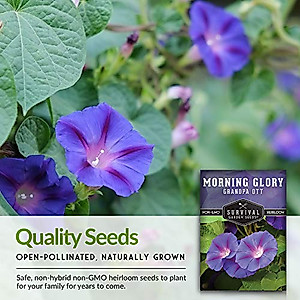 Survival Garden Seeds - Grandpa OTT Morning Glory Seed for Planting - Packet with Instructions to Plant and Grow Ipomoea Purpurea in Your Home Vegetable Garden - Non-GMO Heirloom Variety