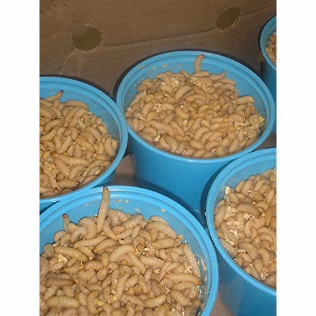 BITE ME WAXWORMS Wholesale 250 Live Waxworms/Bee Moths Wholesale Best Bait for Fishing, Reptile Food, Zoos and Rehabs