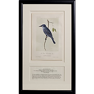 The Prince Maximilian's Jay