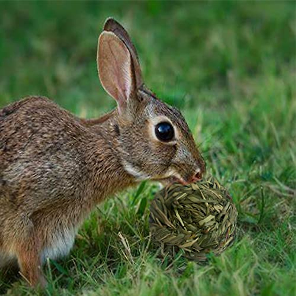 MUYG 6 Pcs Bunny Timothy Grass Ball Natural Chew Toy Woven Chewing Toys Rabbit Molar Small Animals Teeth Grinding Suitable for Hamster Totoro Gerbils Guinea Pig Squirrel