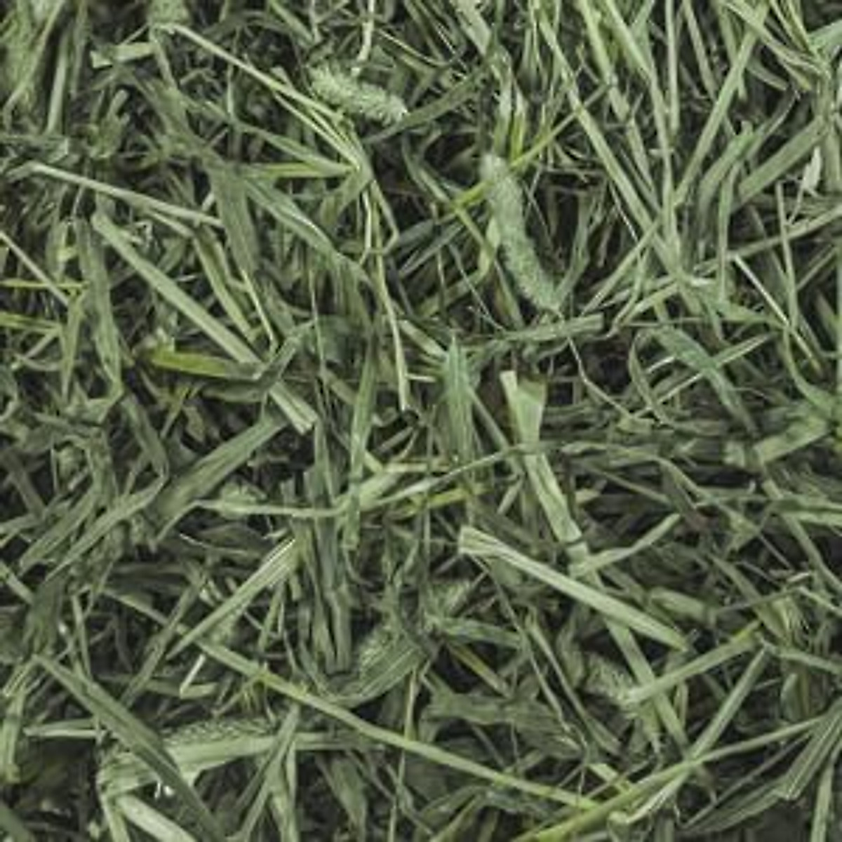 PremiYum Standlee Western Timothy Grass Hay Small Animal Food for Rabbits, Guinea Pigs, and Chinchillas, 20 lb. Box