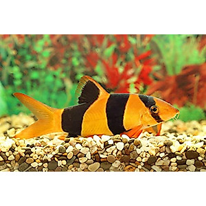 ABF Freshwater Snail Food Mix - Snail,Shrimp,Fish & Crayfish Food (8oz - 1/2 lb.)- ABF1 - Mini SPIRULINA WAFERS & Calcium