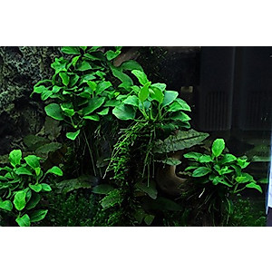 Anubias Petite On Driftwood | Aquarium Plants Factory