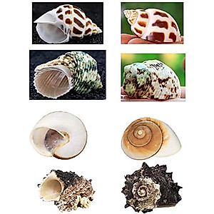 SEAJIAYI Hermit Crab Shells Turbo Shells 4pcs Assorted Turbo Shells Large Opening Size 2" - 4" Handpicked Hermit Crab House…