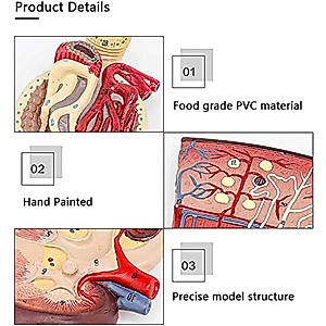 DEIOVR Human Model for Anatomy, Human Kidney Anatomical Model, Nephron Glomerulus Anatomy Medical Study Kits Human Life Size Model for Medical Teaching