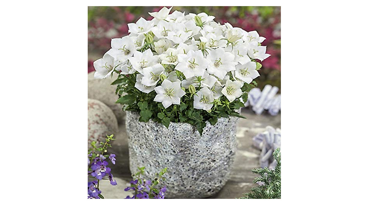 Outsidepride Bellflower Campanula Carpatica White Garden Flower Plant ...
