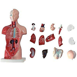 11inch Human Torso Body Model,Anatomy Medical Internal Organs Teaching Tools,15Removable Parts