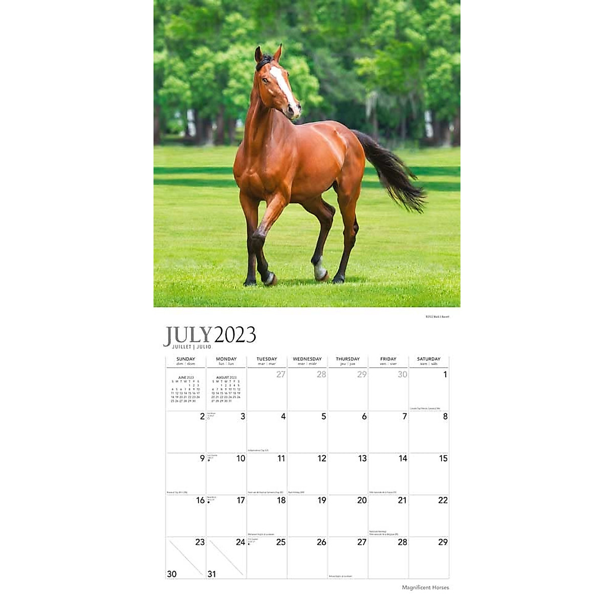 Magnificent Horses | 2024 12 x 24 Inch 18 Months Monthly Square Wall Calendar | Foil Stamped Cover | July 2023 - December 2024 | Plato | Animals Equestrian