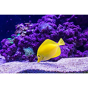 RESILIA Plastic, Leak-Proof Shipping Bags for Live Fish - 4" x 10" 002 mil, Double Bottom Seal, for Freshwater & Saltwater Fish, Case of 100