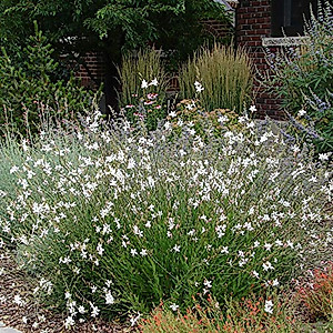 Outsidepride Gaura Drought Tolerant Garden Flowers - 200 Seeds