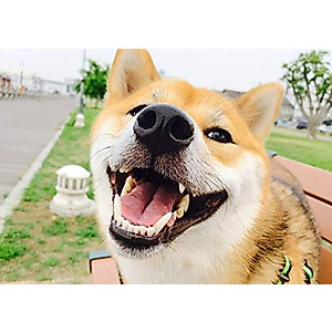 Dog Mouth Cleaner - Dog Teeth Health Complex - Bad Breath and RED Gums Solution - Immune Support - Oral Hygiene Boost - Dog Vitamins for Skin and Coat - 1 Bottle (60 Treats)