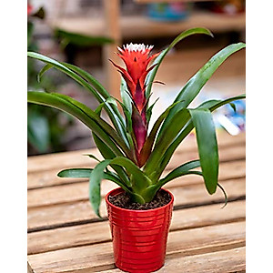 Leaves and Soul Orchid Fertilizer Pellets |13-11-11 Slow Release Pellets for Seedlings and Mature Plants | Multi-Purpose Blend & Gardening Supplies, No Fillers | 5.2 oz Resealable Packaging