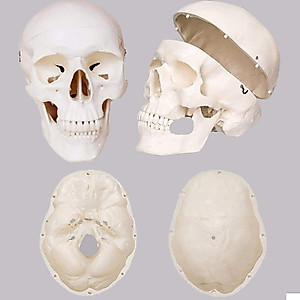 TakeTex 70.8" Life-Size Human Skeleton Model, Including Anatomical Skeleton Model + Colorful Chart + Cover