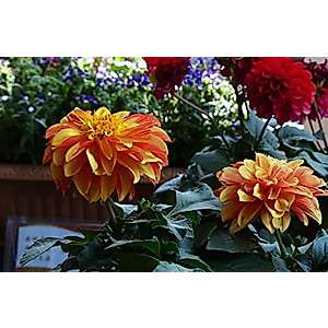 Dahlia Seeds Compound Petals Multi-Color Mixed Individually Packaged （1000+ Outdoor Garden Potted Plants Non-GMO)