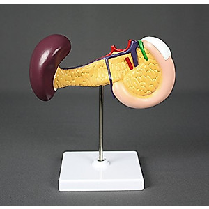 Vision Scientific VAD423-N Pancreas, Duodenum, & Spleen Model