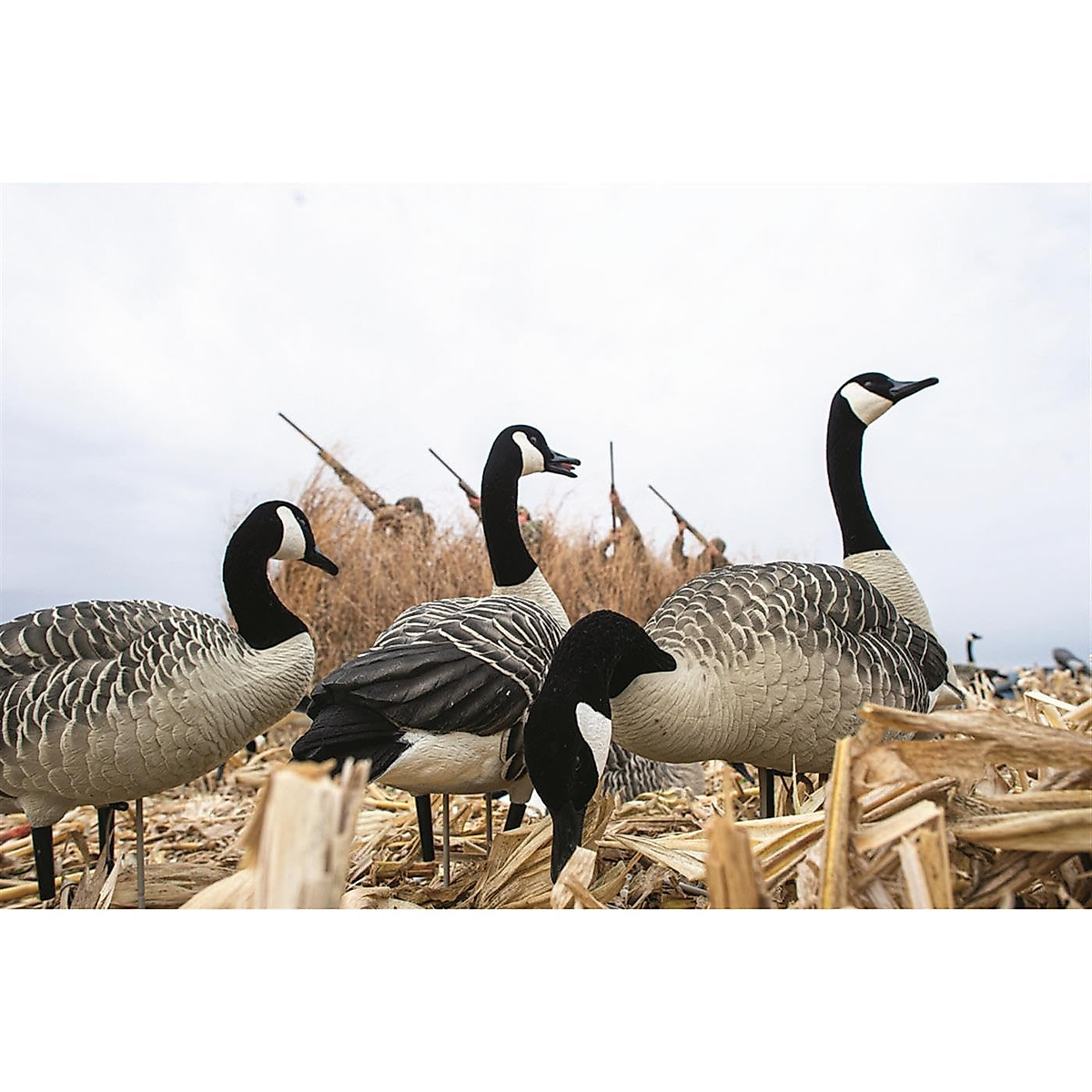 Avian-X AXP Full-Body Honkers Realistic Canadian Goose Hunting Decoys with Collapsible Stands - Fusion Pack of 6