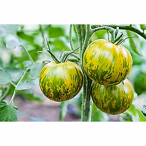 "Green Zebra" Tomato Seeds for Planting, 50+ Heirloom Seeds Per Packet, (Isla's Garden Seeds), Non GMO Seeds, Botanical Name: Solanum lycopersicum, Great Home Garden Gift