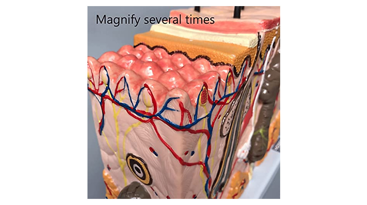 HIRNER Skin Anatomy Model - 70x Magnification for Teaching