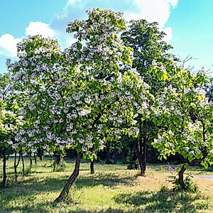 CHUXAY GARDEN 50 Seeds Catalpa Speciosa,Northern Catalpa Lovely Flowering Plant Large Deciduous Tree Hardy Catalpa Privacy Screen