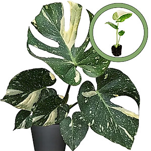 Monstera Thai Constellation Starter Plant