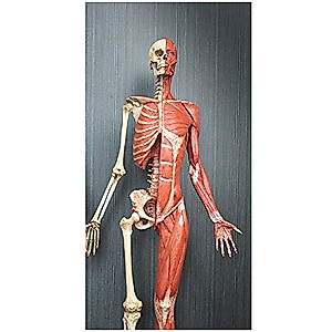 Female Anatomy Figure - Human Muscle Skeleton Anatomical Model Painting Model Human Anatomical Muscle Bone and Skin Model Reference for Artist