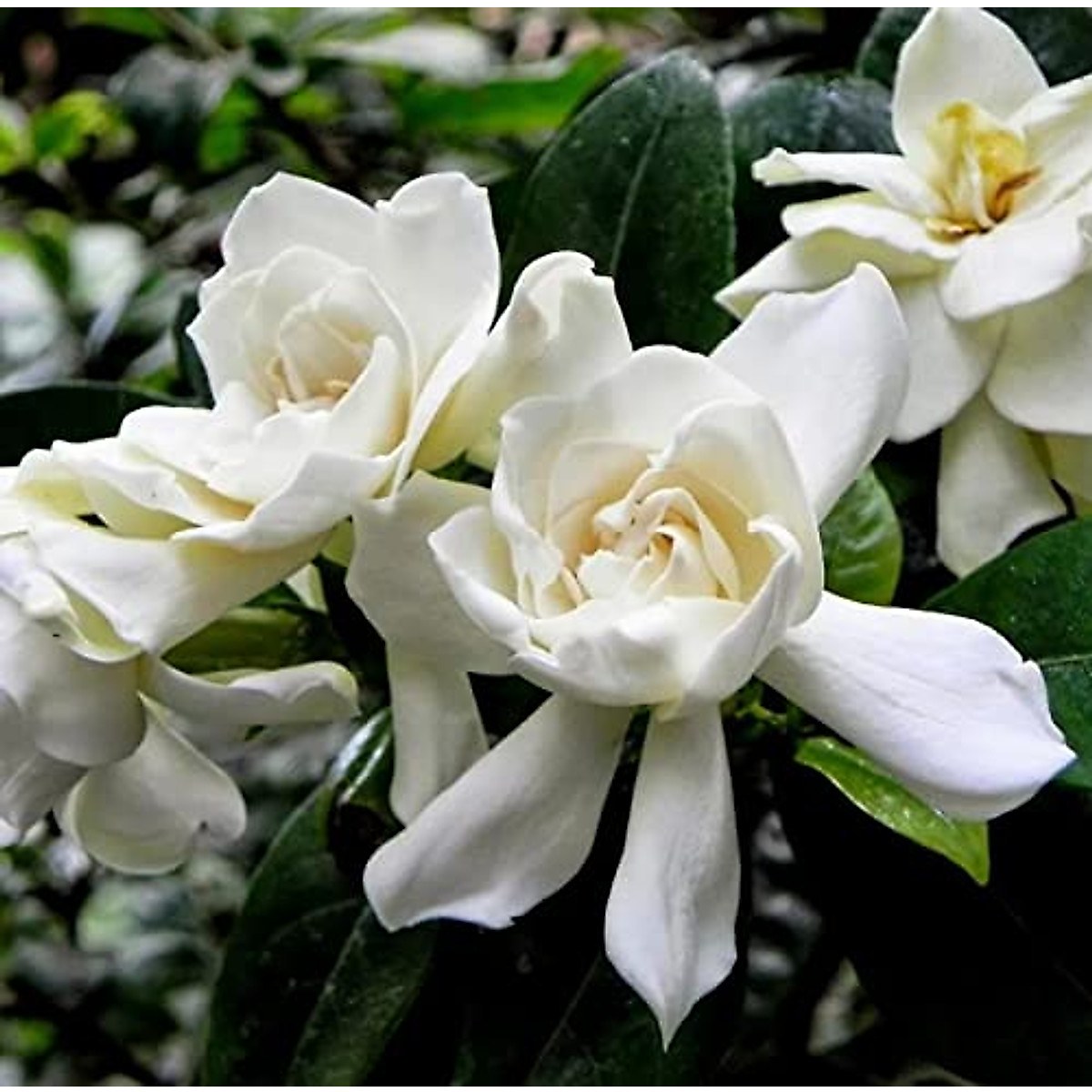 200+ Gardenia Seeds(Cape Jasmine) for Home Garden Planting