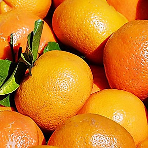 Mandarin Orange Seeds Cold Hardy Mandarin, Citrus Unshiu, Satsuma Orange Evergreen Sweet Organic GMO Free Home Garden Outdoor 25Pcs Fruit Seeds YEGAOL Garden