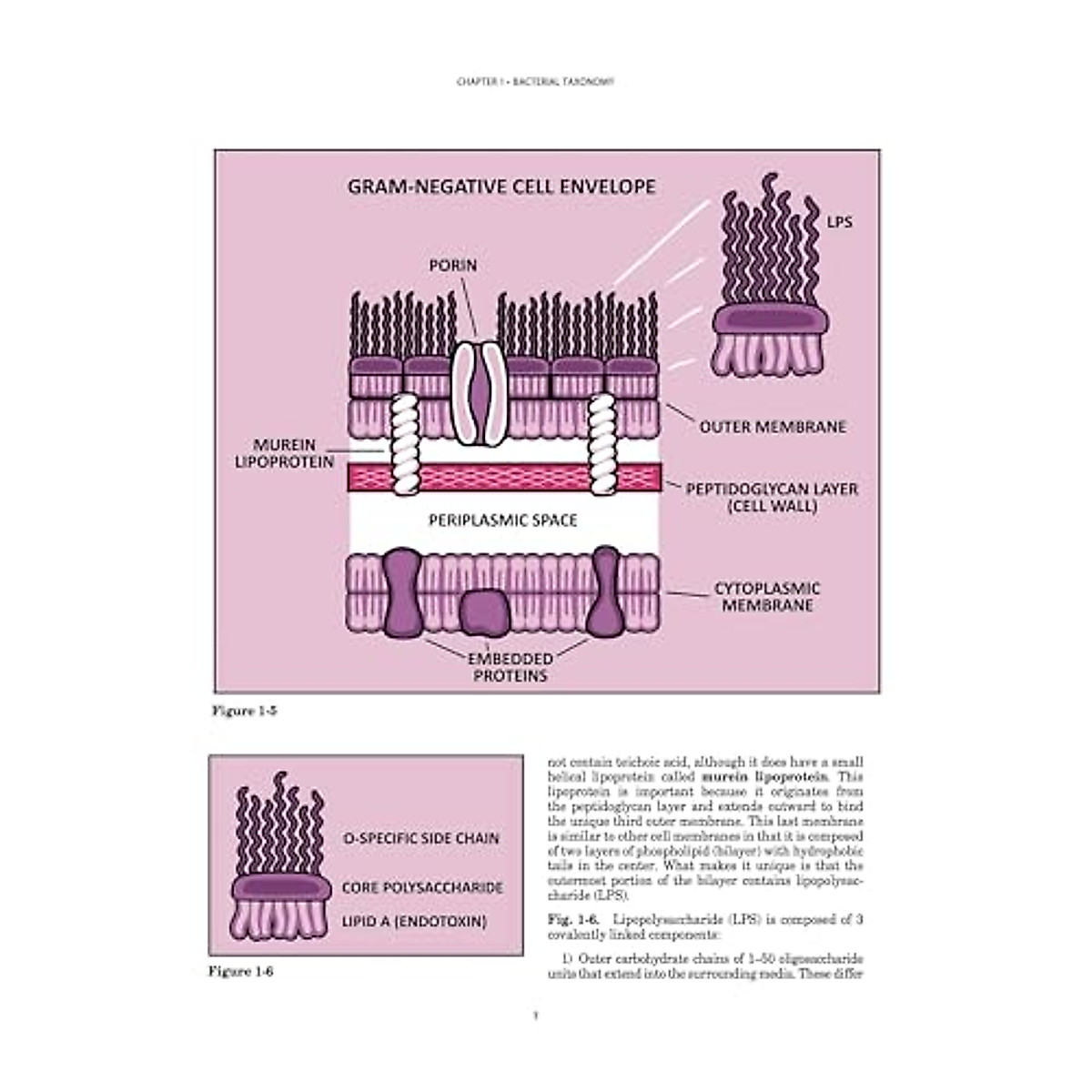 Clinical Microbiology Made Ridiculously Simple: Spiral Bound Color Edition