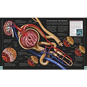 The Human Body Book: An Illustrated Guide to its Structure, Function, and Disorders (DK Human Body Guides)