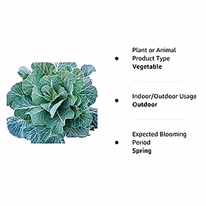 100+ Giant Collard Georgia Southern Seeds Herb Collards Heirloom Non-GMO from USA