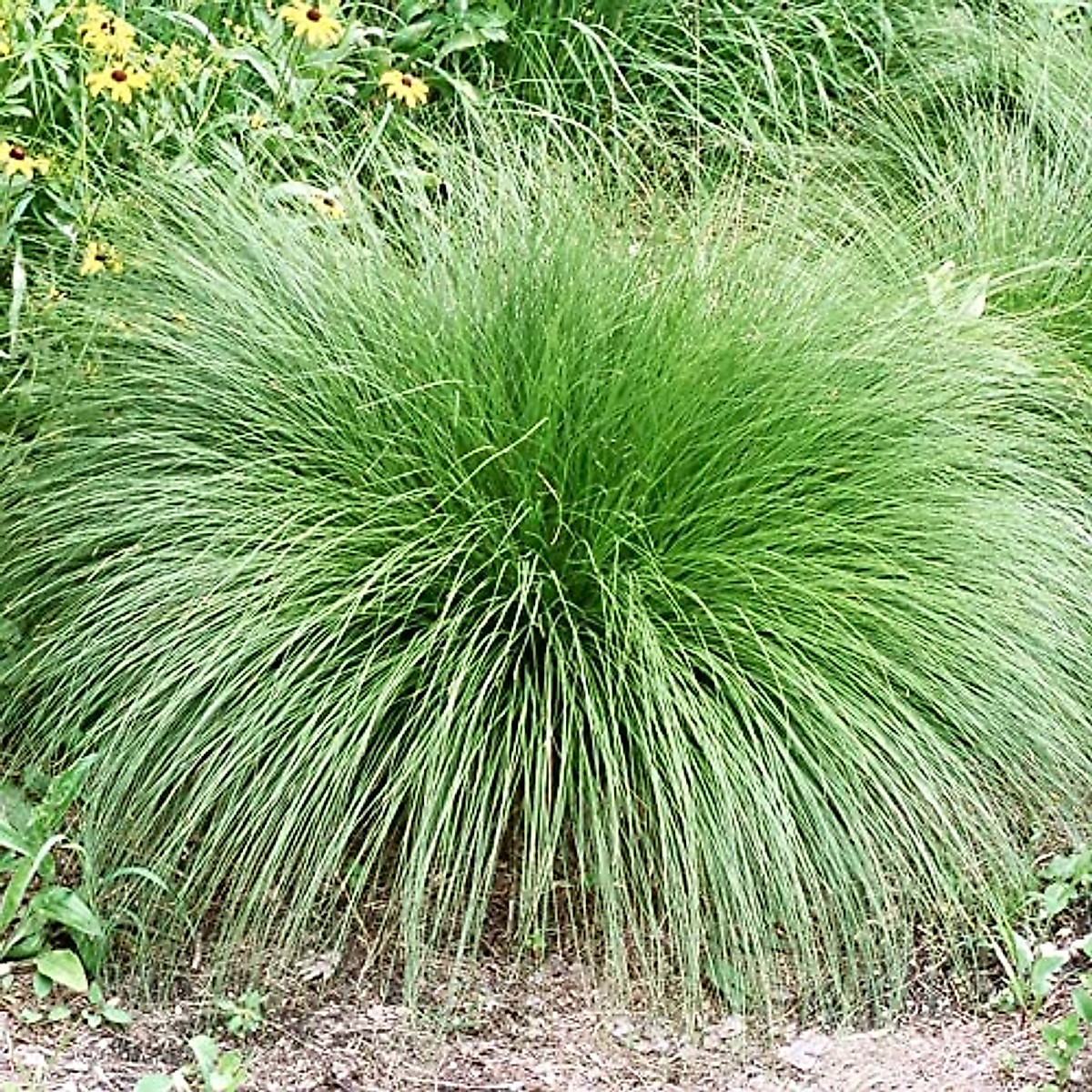 YEGAOL Garden 200Pcs Prairie Dropseed Seeds Sporobolus Heterolepis Seeds Ornamental Long-Lived Drought Tolerant Perennial Grass Low Maintenance Grass Seeds Home Garden Plant
