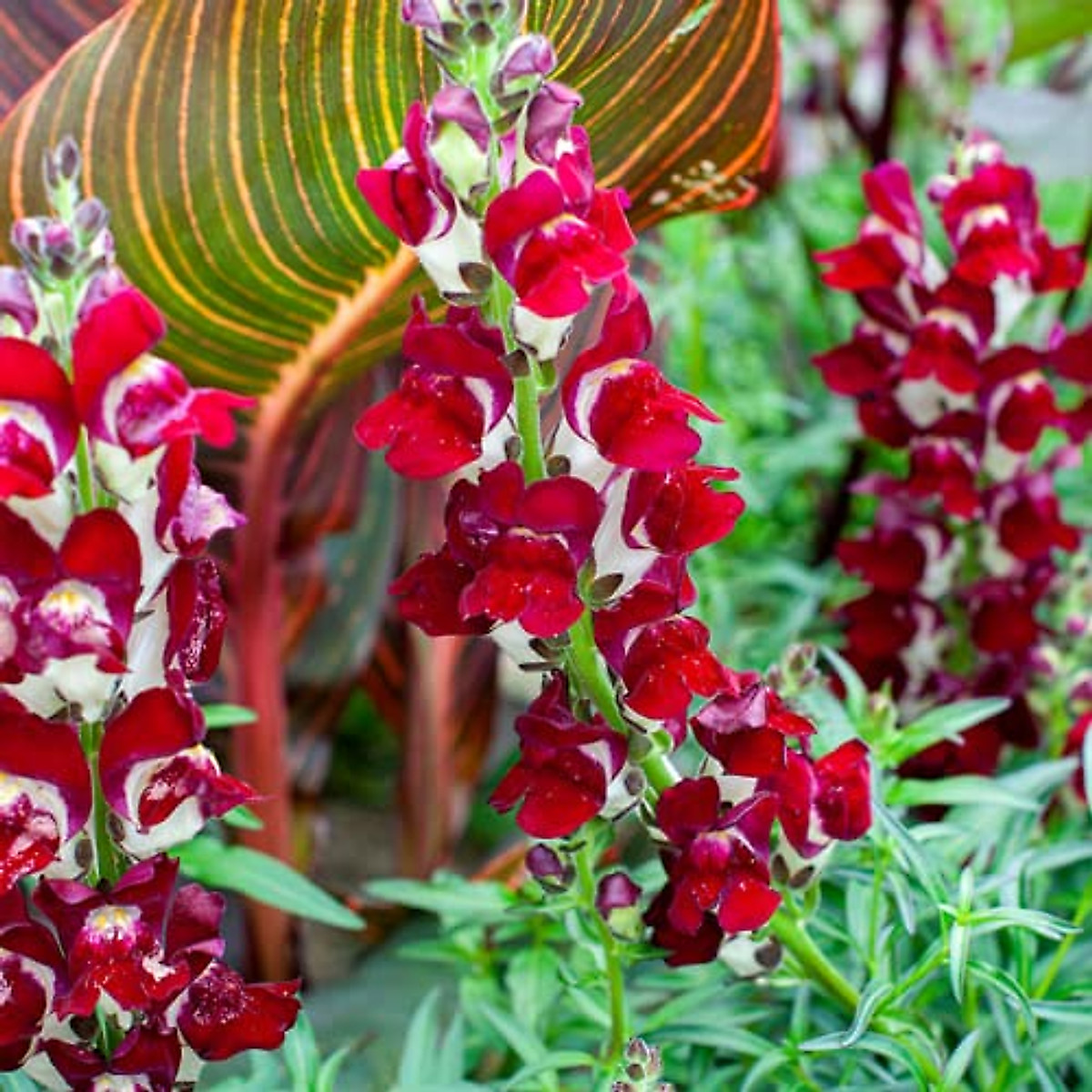 Park Seed Night and Day Snapdragon Seeds, Pack of 100 Seeds