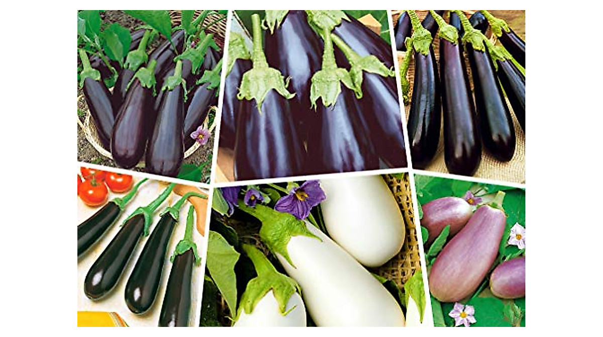 Seeds4planting - Seeds Eggplant Aubergine Long Mix Rare Thai Heirloom ...