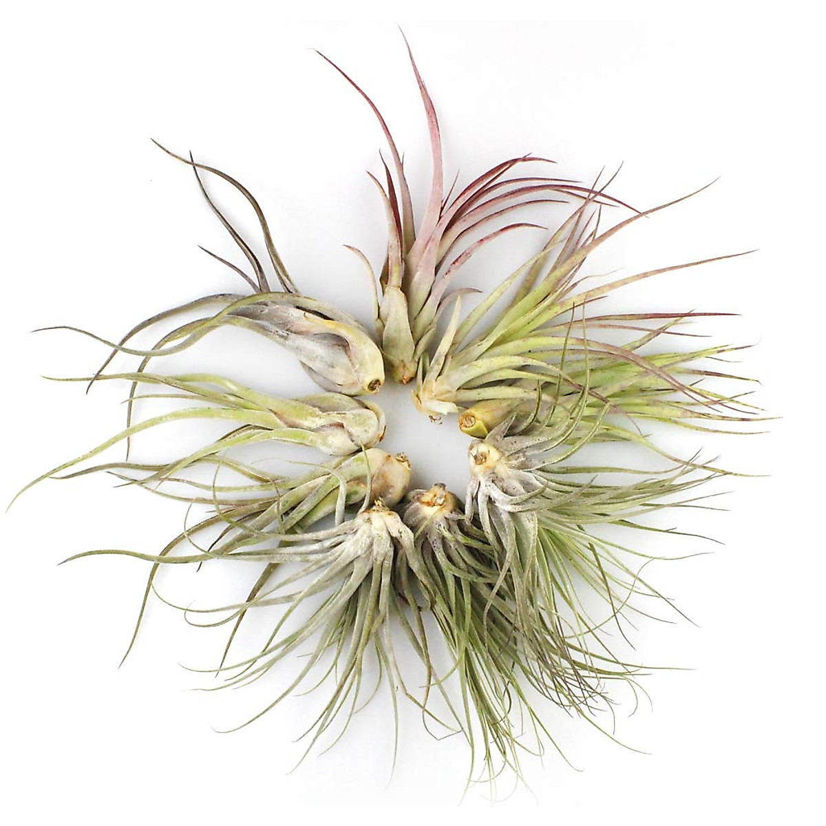NW Wholesaler - Set of 12 Assorted Live Tillandsia Ionantha Air Plants - Variety pack of Tillandsia Air Plants for Terrariums, Hanging Planters, and Home Decor - Bulk Air Plants - Indoor House Plants