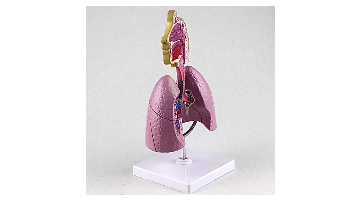 Human Respiratory System Model for Effective Learning