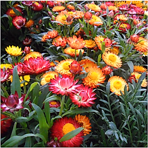 Seed Needs, Strawflower Seeds - 1,000 Heirloom Seeds for Planting Xerochrysum bracteatum - Mixture of Colorful Wildflowers to Attract Pollinators (1 Pack)
